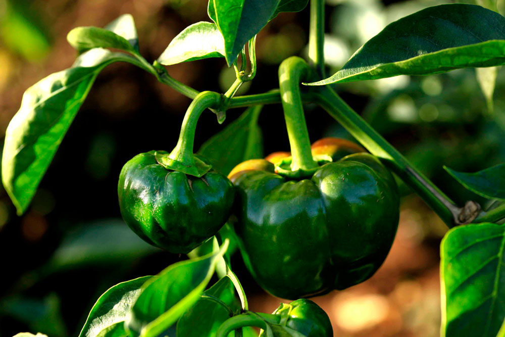 Best Family Resorts In Munnar | Top resorts in Munnar