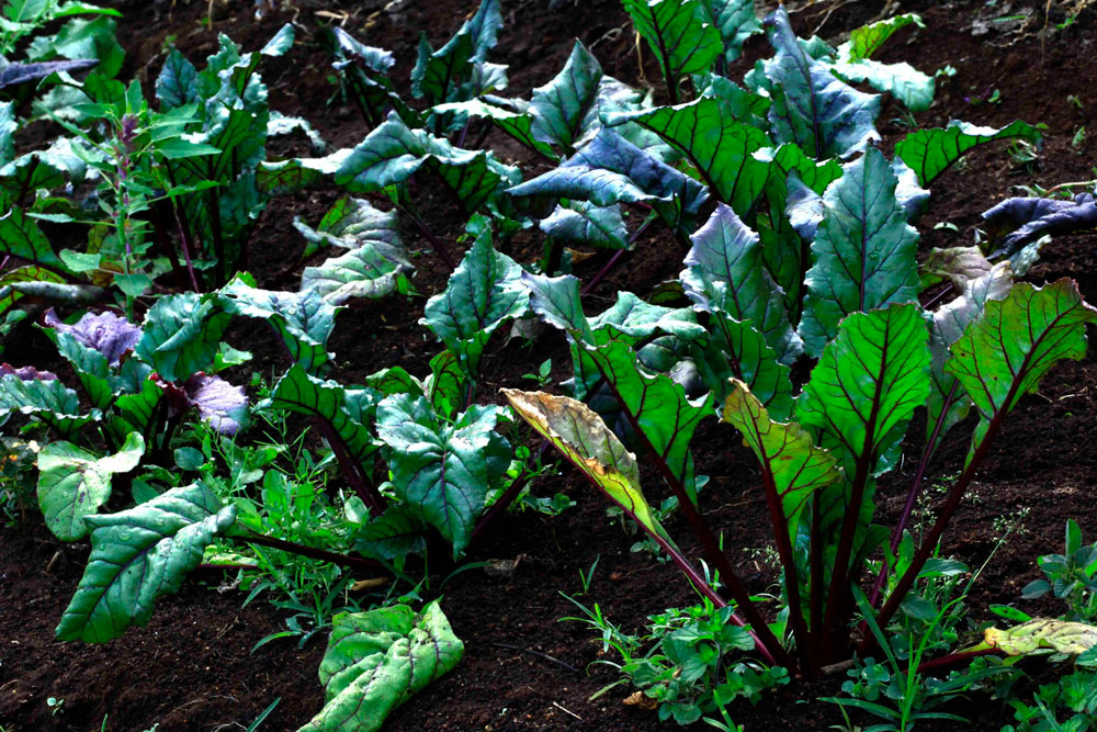 Best Family Resorts In Munnar | Top resorts in Munnar