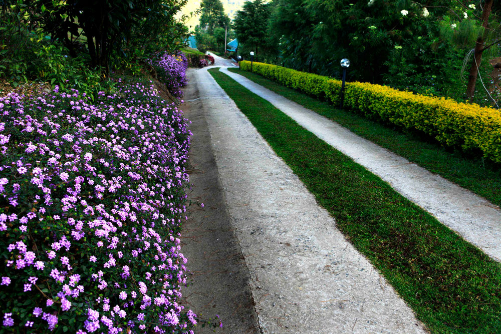 Honeymoon resorts in Munnar| Top resorts in Munnar